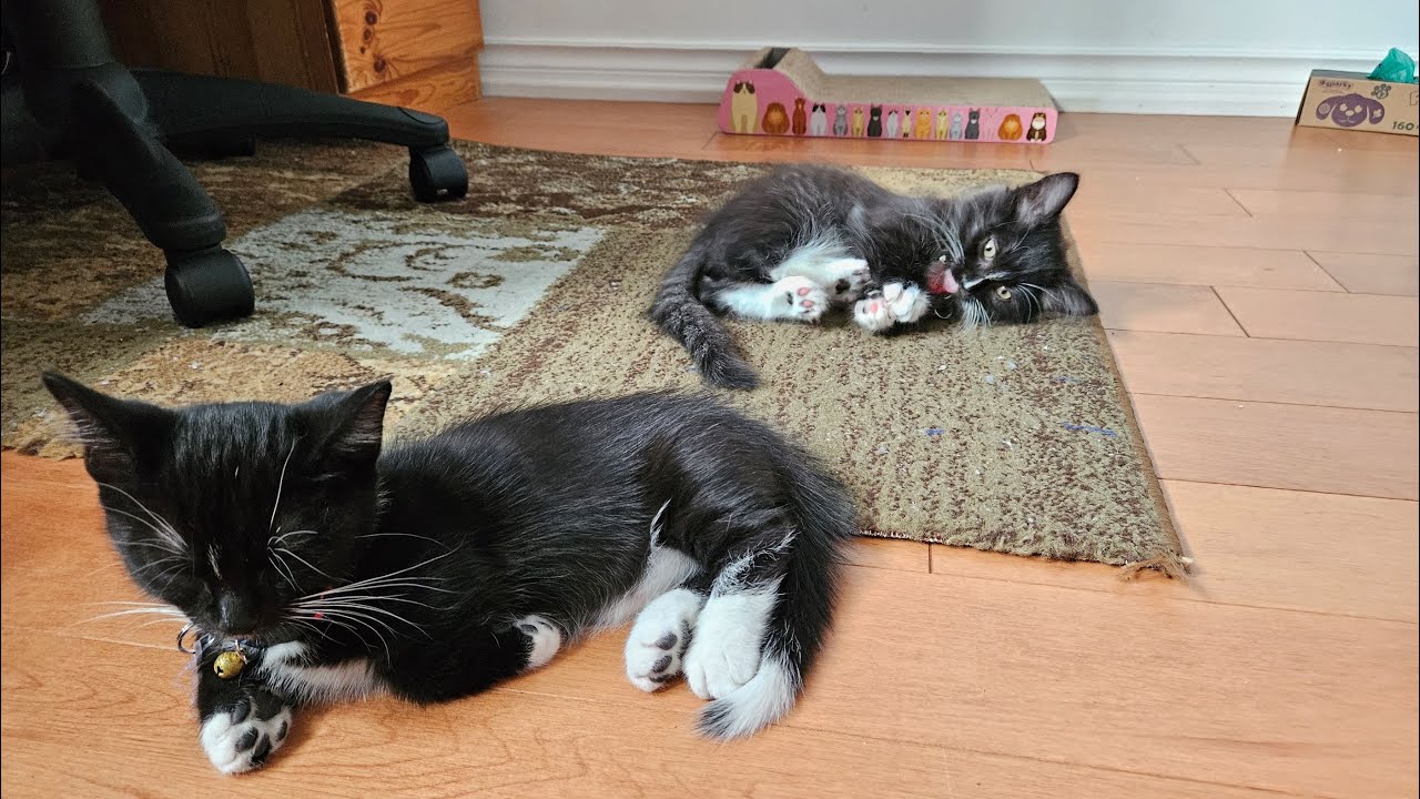 Bringing home munchkin kittens | Vlog 🐱🐱 - YouTube