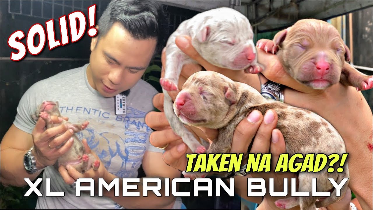 GANITO KAGANDA ANG XL AMERICAN BULLY MERLE PUPPIES! • NAME REVEAL • Sam ...