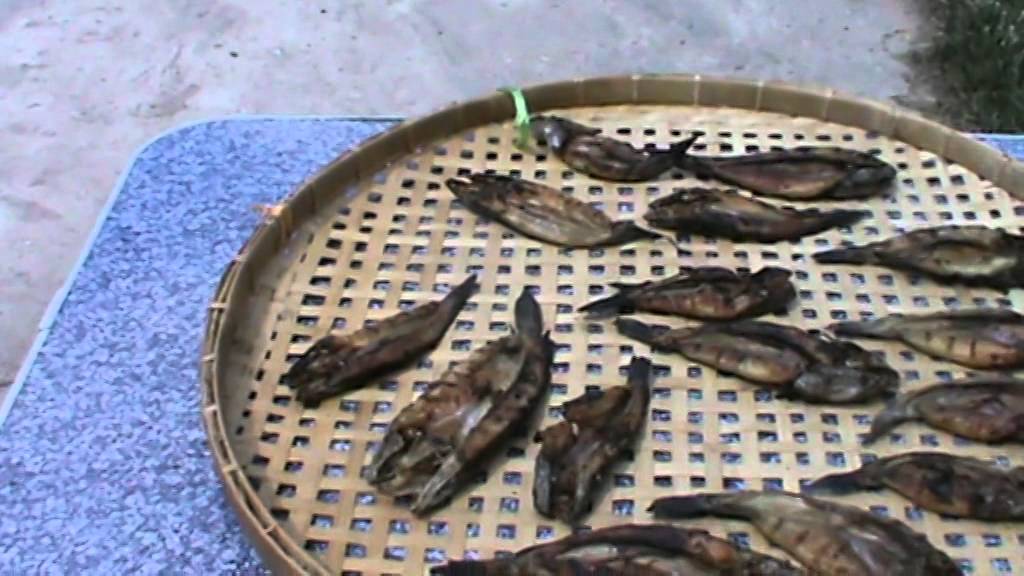 Drying Snake Head Fish - YouTube