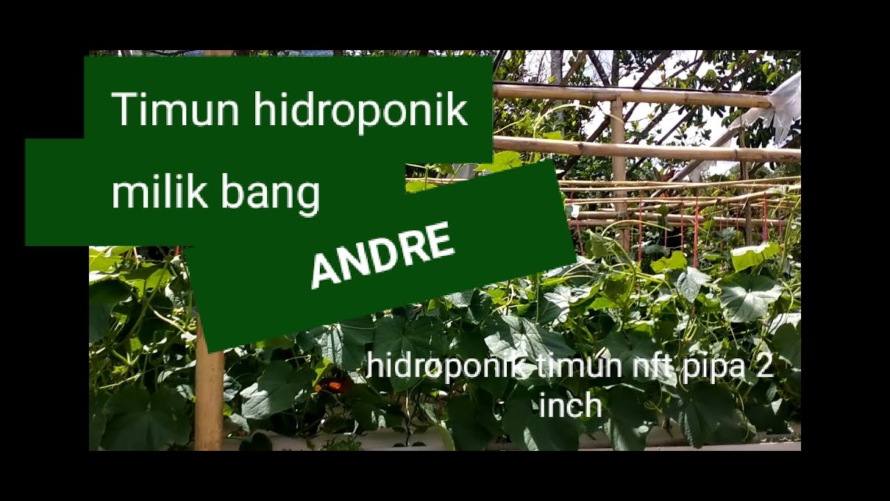 Timun hidroponik sistem NFT pipa 2 inch milik kebun hidroponik bang ...
