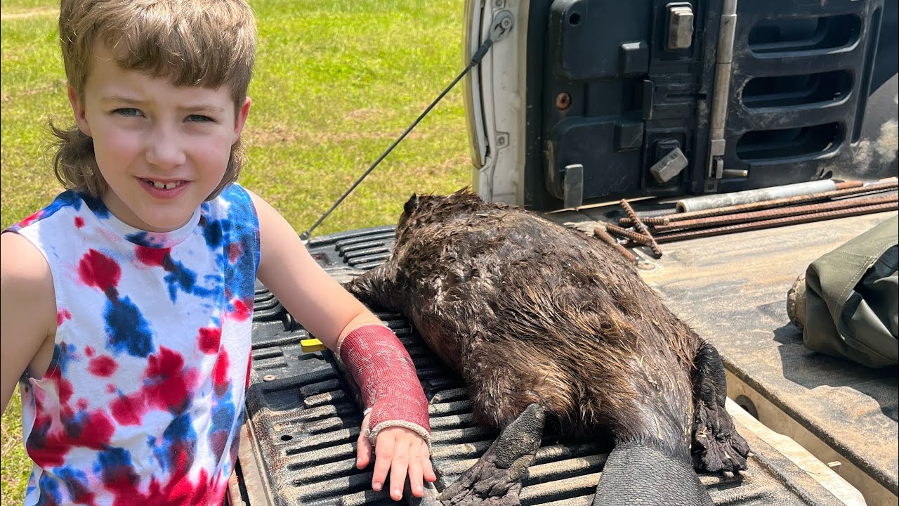 Beaver trapping while we wait for some hogs - YouTube