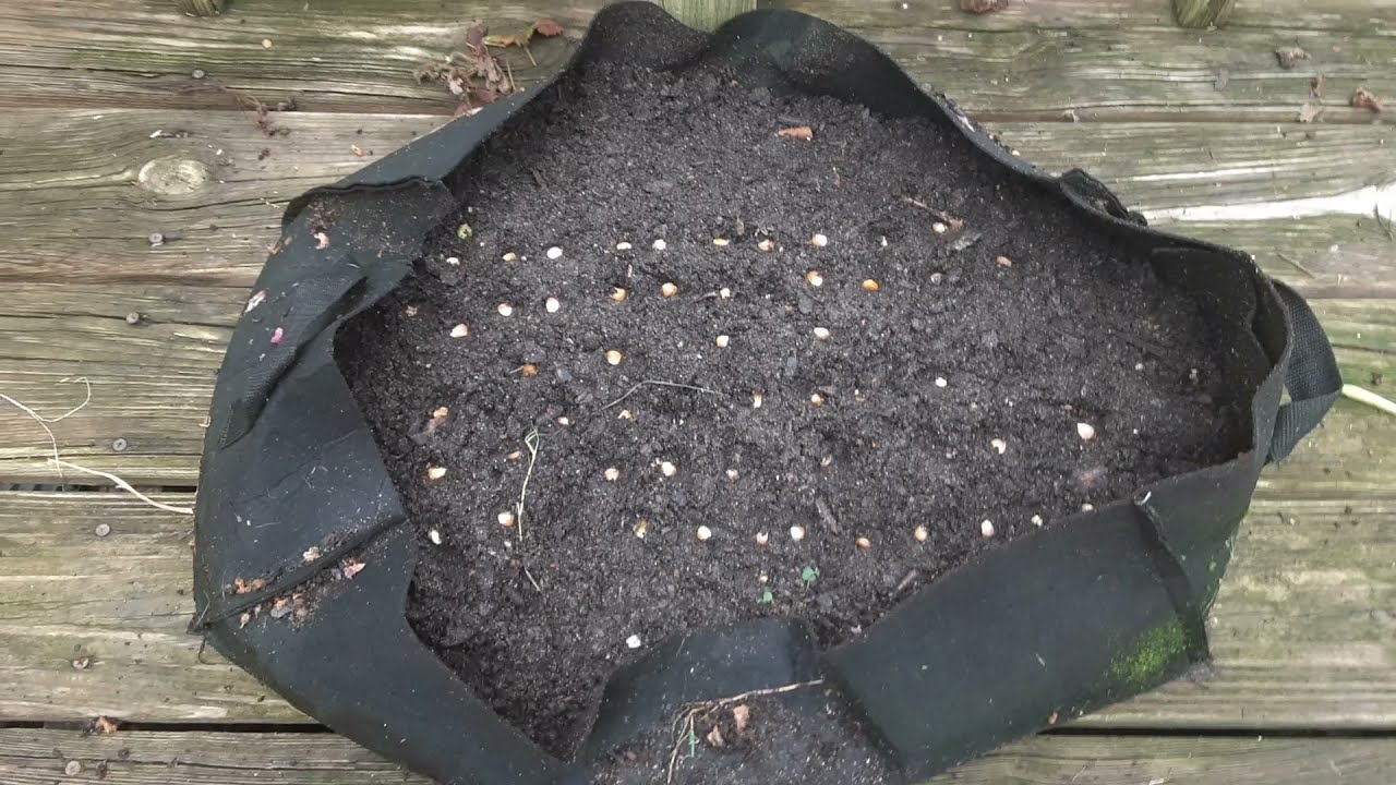 How to Start & Grow Fall CORN in August - Easy Container to Ground ...