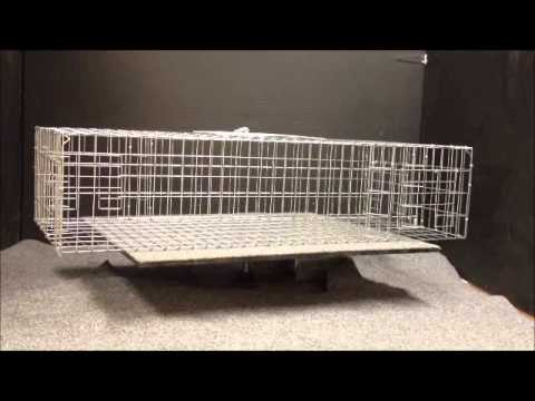Humane Bird Treatment | Medium Pigeon Trap from QSpray - YouTube