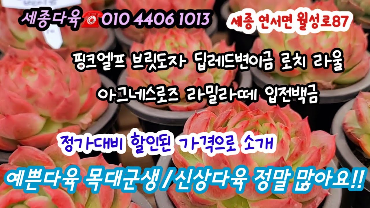 예쁜빛감 목대군생 다육 신상다육 정말 많아요 할인된 가격으로 딥레드변이금은 젤리 핑크브릿도자 입장통통핑크엘프