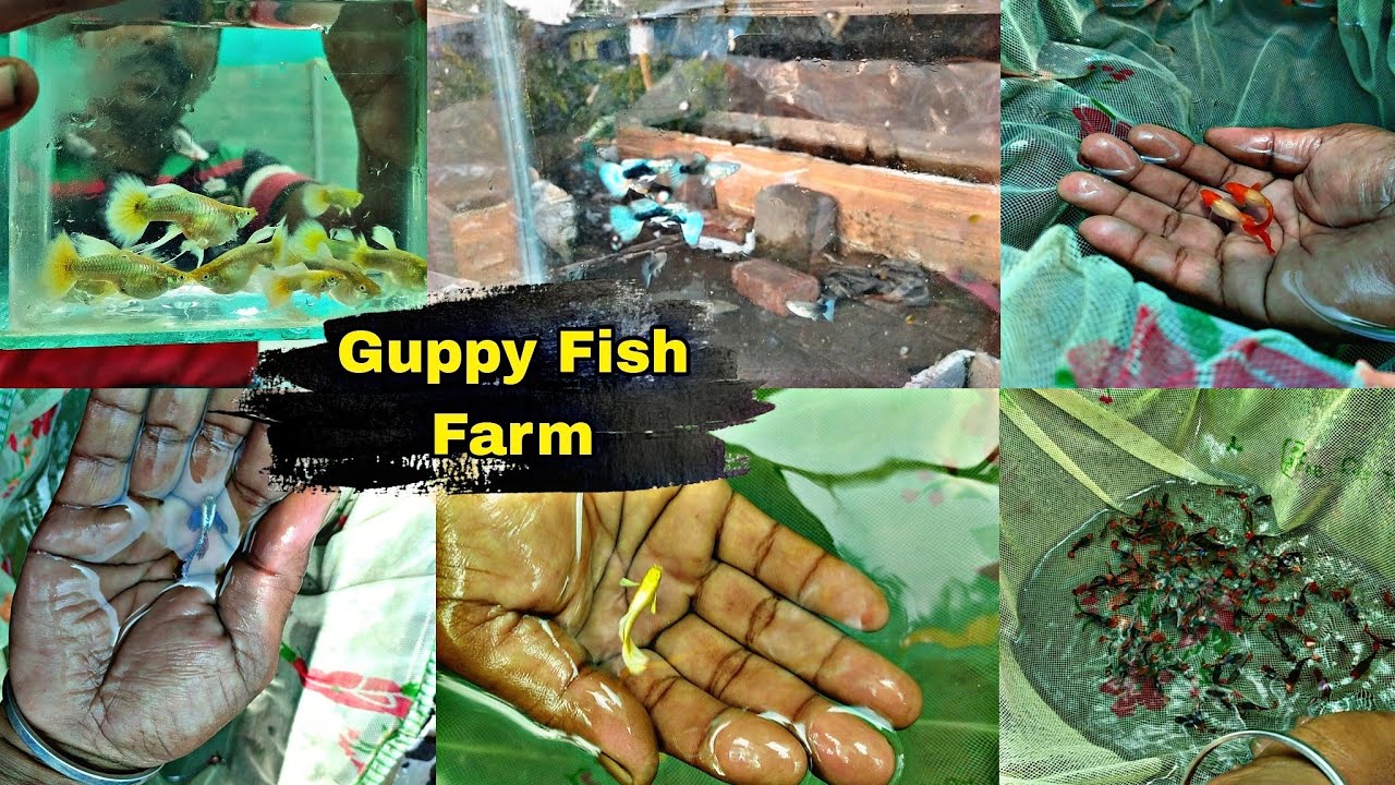 Guppy Fish Farm Visit||Full Gold Guppy Breeding|Exotic Guppy Collection ...
