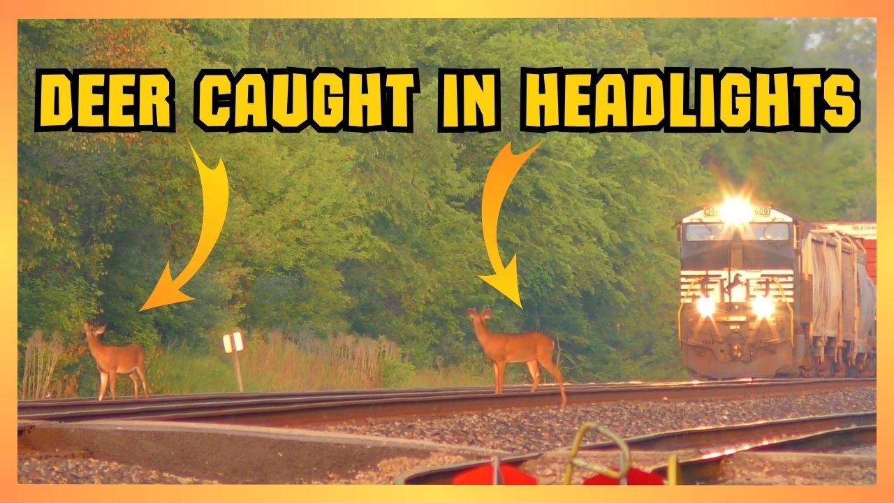Deer gets caught in the headlight!!! as the train leaves the yard and ...
