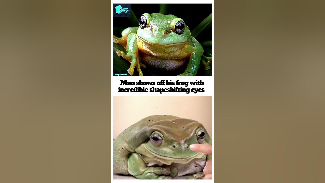 Man shows off his frog with incredible shapeshifting eyes #frogs # ...