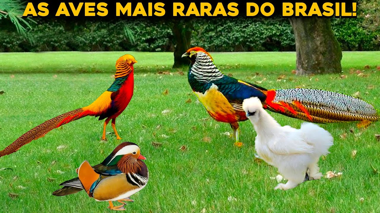 AS AVES MAIS RARAS DO BRASIL QUE VOCÊ NÃO SABIA QUE EXISTIAM - YouTube
