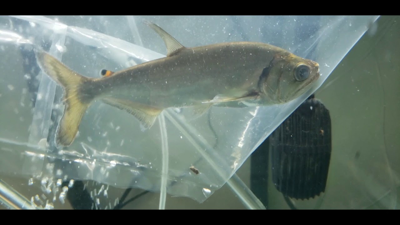 Payara Vampire Fish - YouTube