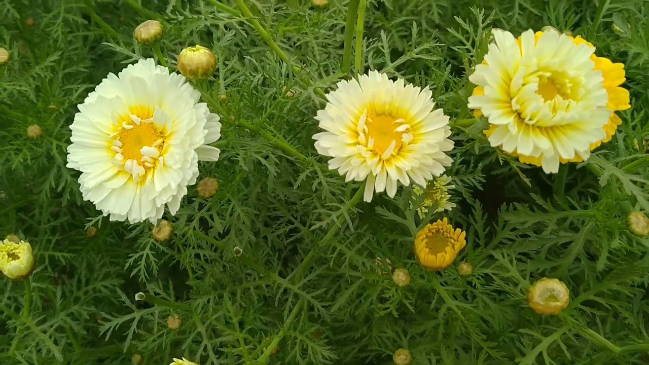 बिजली के फूल खेतो मे अपनी कहानी बता रहे है || Bijli flower || Sevanti ...