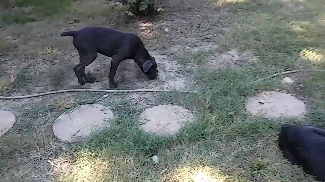 5 month old Cane Corso barking at noise. - YouTube
