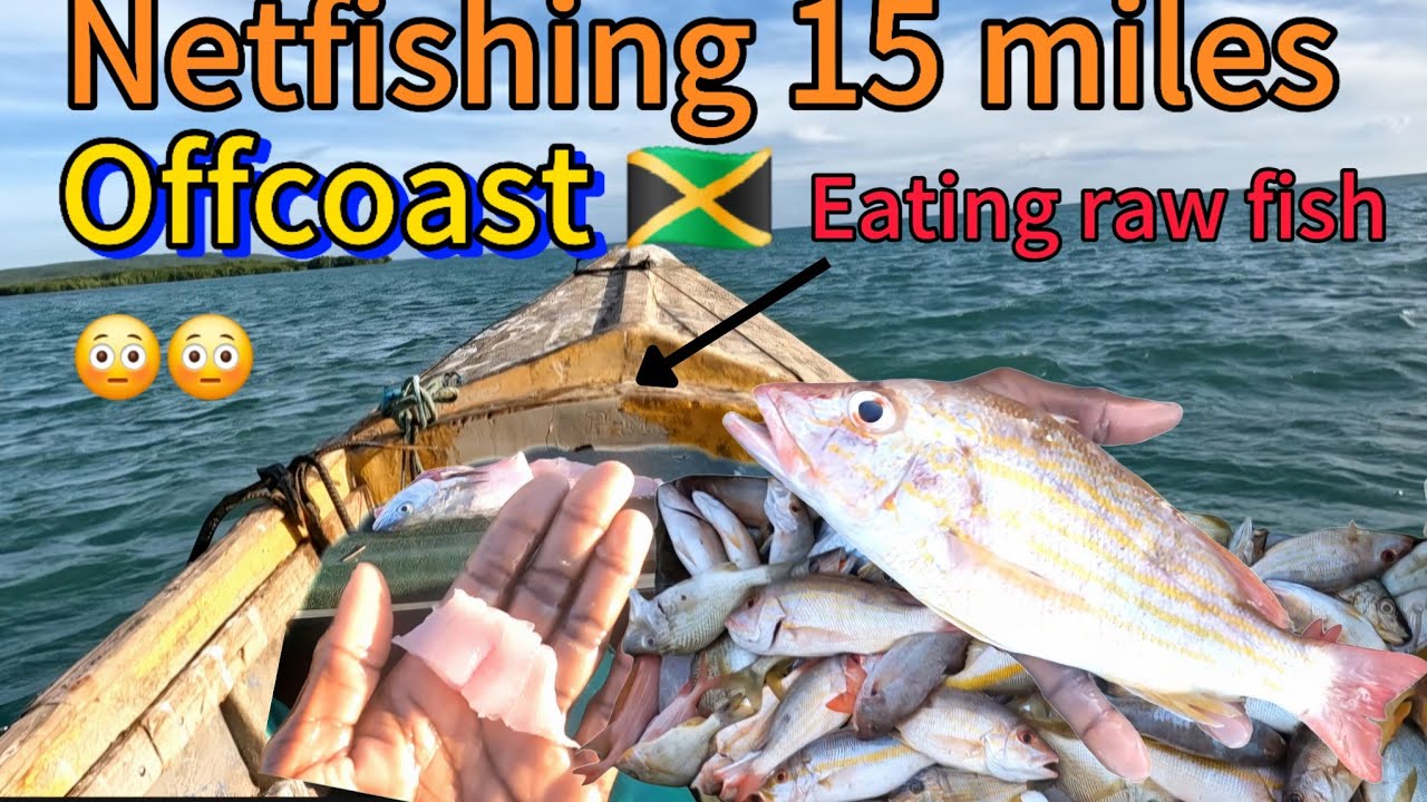 Jamaican Eating RawFish For the first time/18Hour Netfishing Trip ...