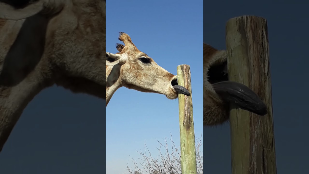 Funny giraffe licking pole. - YouTube