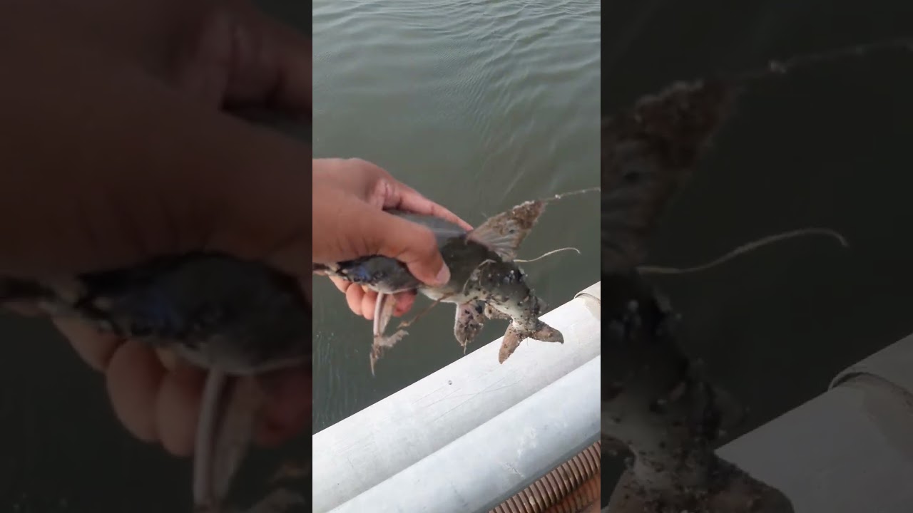 How to handle a catfish!!..കൈ മുറിയാതെ കൂരി പിടിക്കേണ്ട വിധം!!. Kerala ...