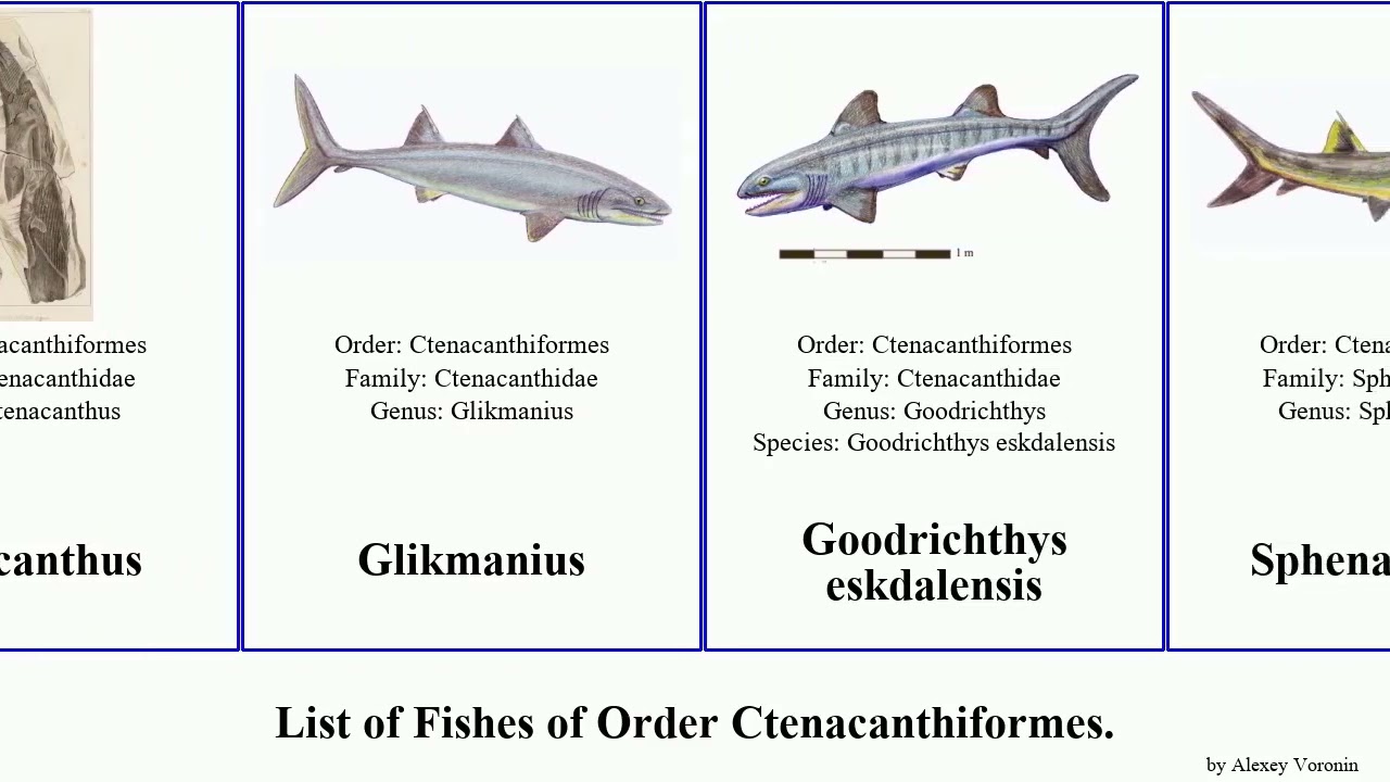 List of Fishes of Order Ctenacanthiformes. eskdalensis Wodnika ...