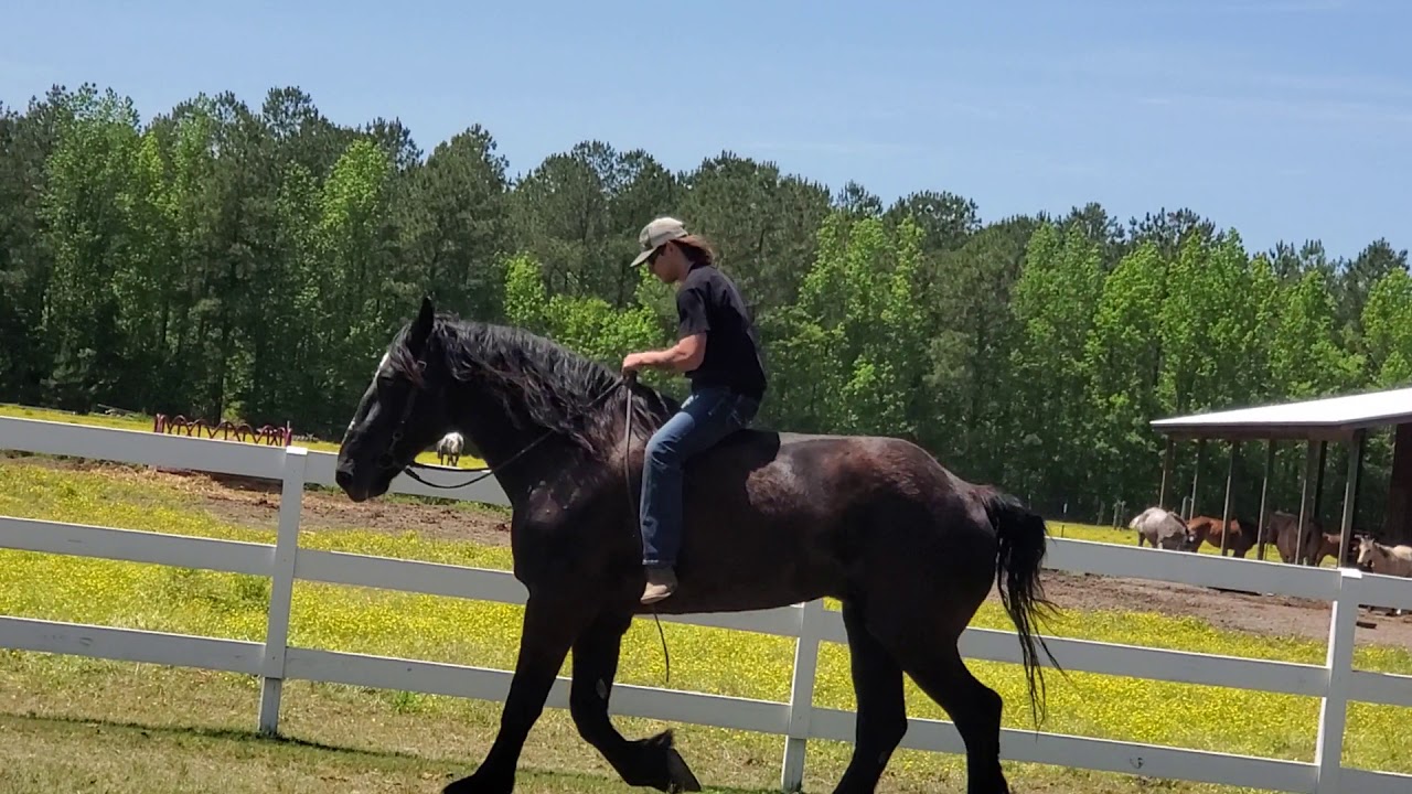 Percheron gelding riding 18.2 hands - YouTube