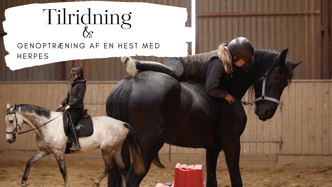 Fokus på heste træning - Line Bonde #4afsnit - YouTube