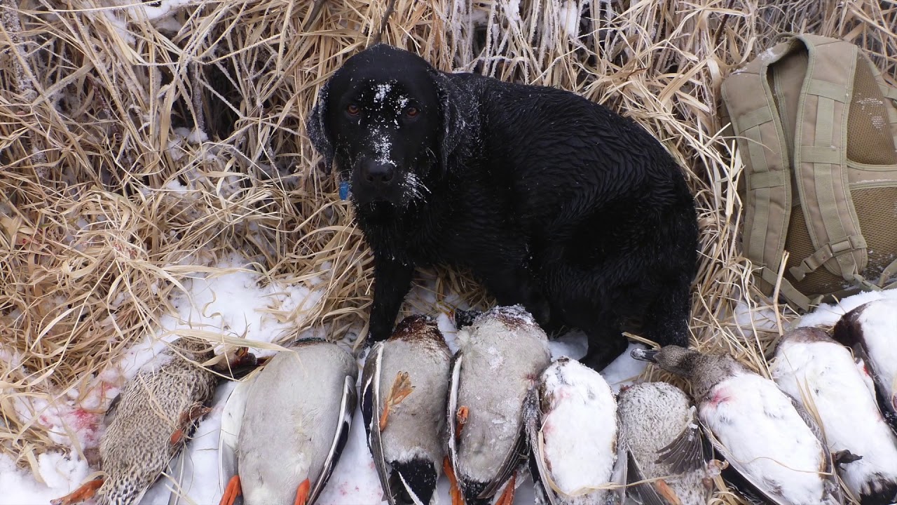 Great Montana Duck Hunting January 2018 - YouTube