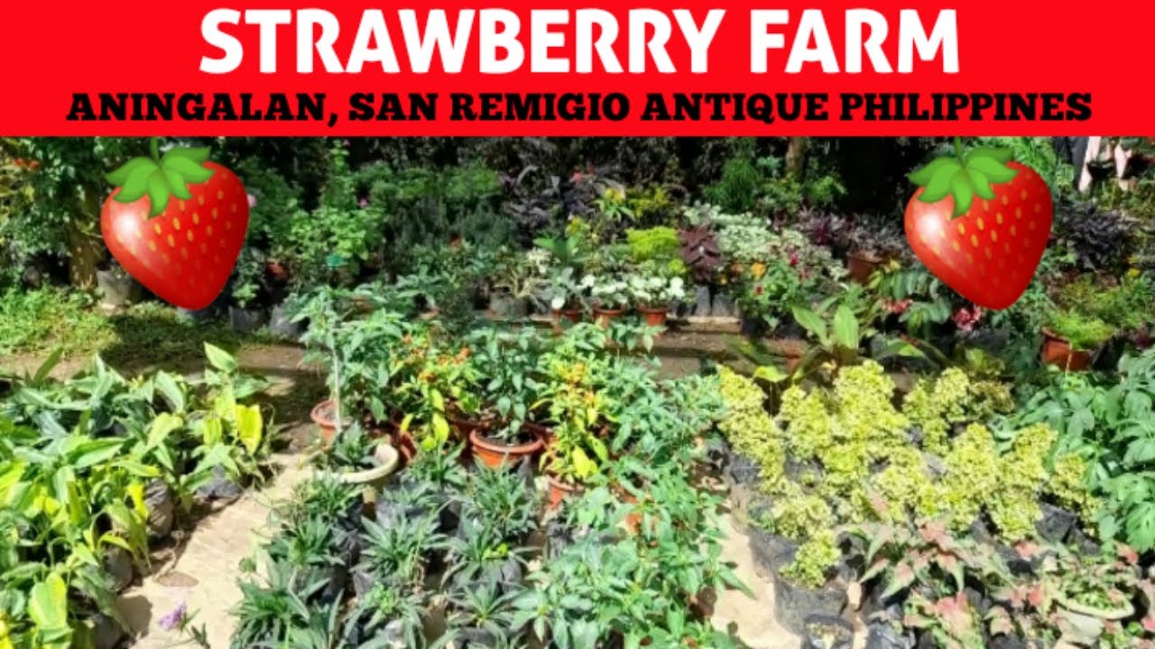 Strawberry Farm Tour At Aningalan "Little Baguio" Antique Philippines ...