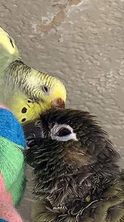That’s My Cuddle Bird #parrot #birds #conure #parakeet #bff #friends #bestfriend #pets #cute ...