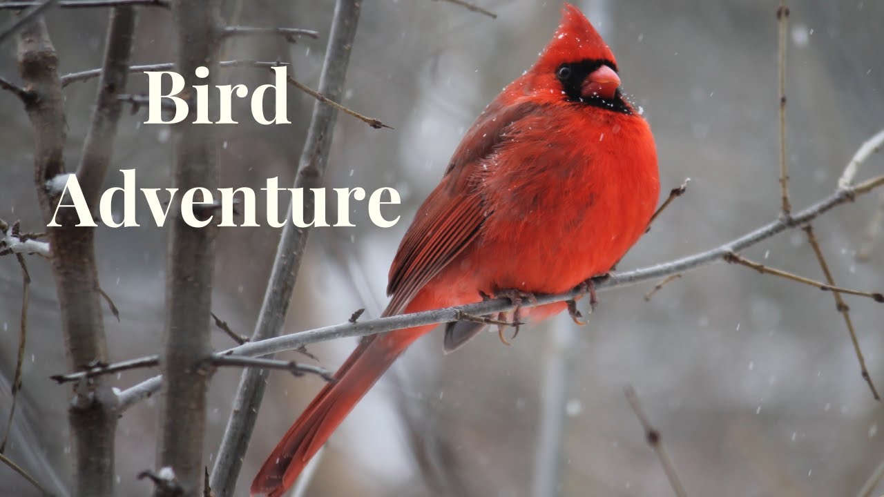 For Children - Bird Adventure - YouTube