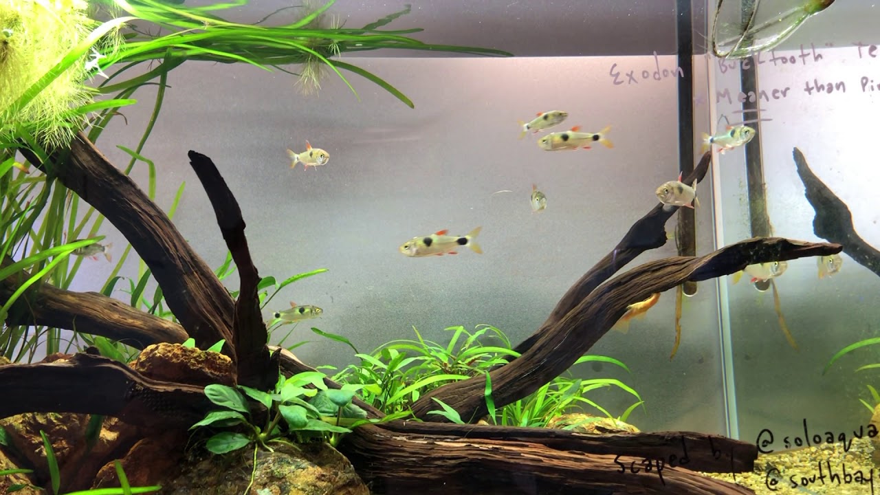 Low-Tech Planted Tank With Exodon Bucktooth Tetras - YouTube