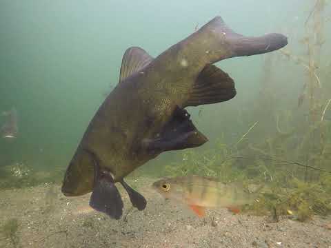Bream and Tench Underwater Footage in Ultra Clear Water 6