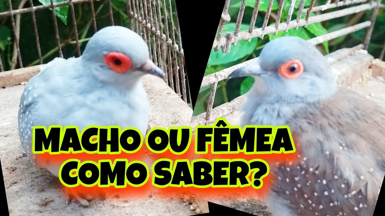 COMO IDENTIFICAR A ROLINHA CHINESA FÊMEA NO MACHO 🤔 - YouTube