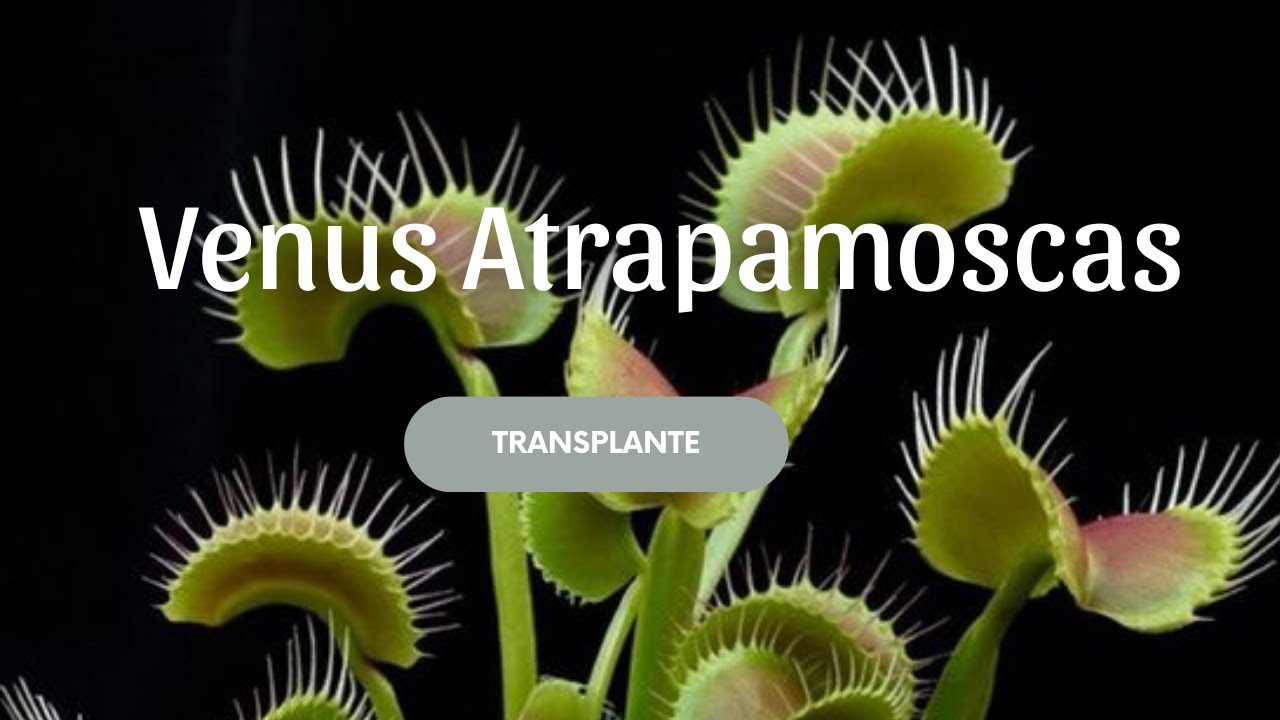🌱 Cómo Revitalizar tu Venus Atrapamoscas: Guía Completa de Trasplante ...