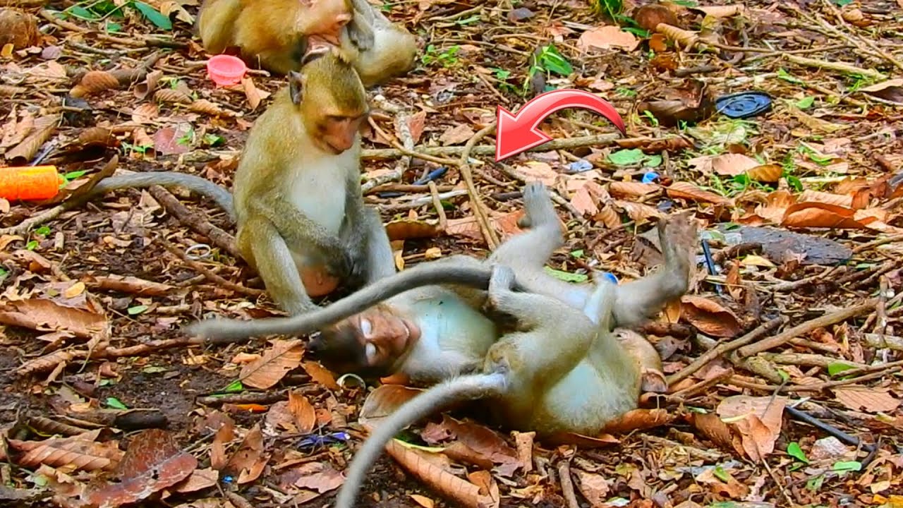 Why Are These Monkeys Acting So Funny? Best Clip Monkey - YouTube