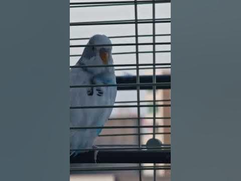 чикчирик - YouTube