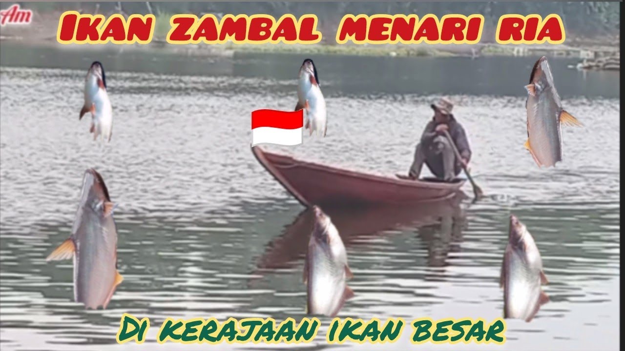 IKAN ZAMBAL MENARI RIA MENYAMBUT KEMERDEKAAN !! MANCING IKAN WARTIL ...