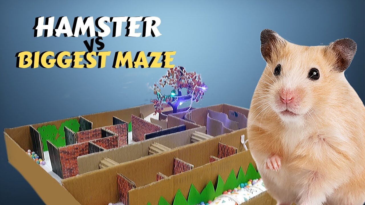 Funny Hamster in a Treasure Maze | Hamster Maze - YouTube