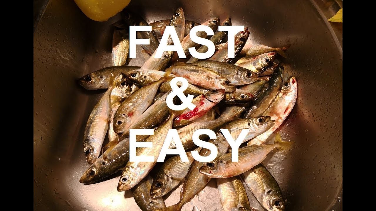 HOW to catch yellowtails and pilchards (EASY) - YouTube