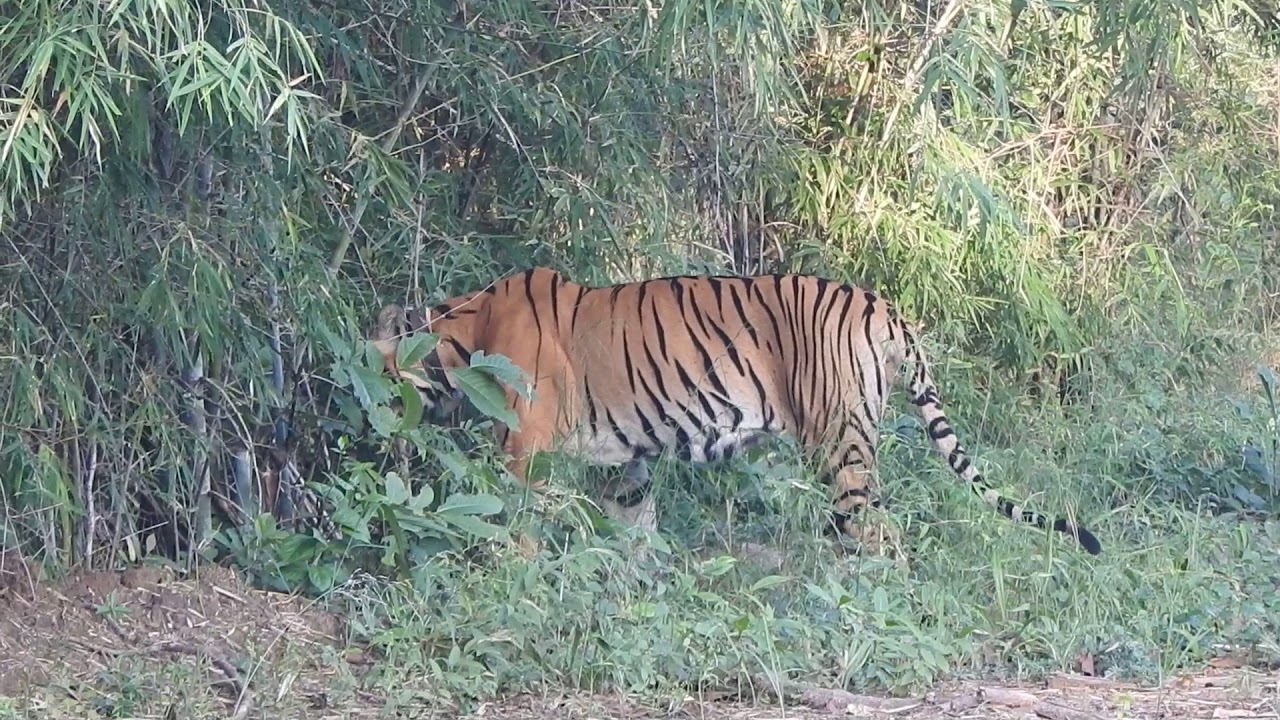 Kolara gate Tadoba safari with Shri Shivaji Satam ........ - YouTube