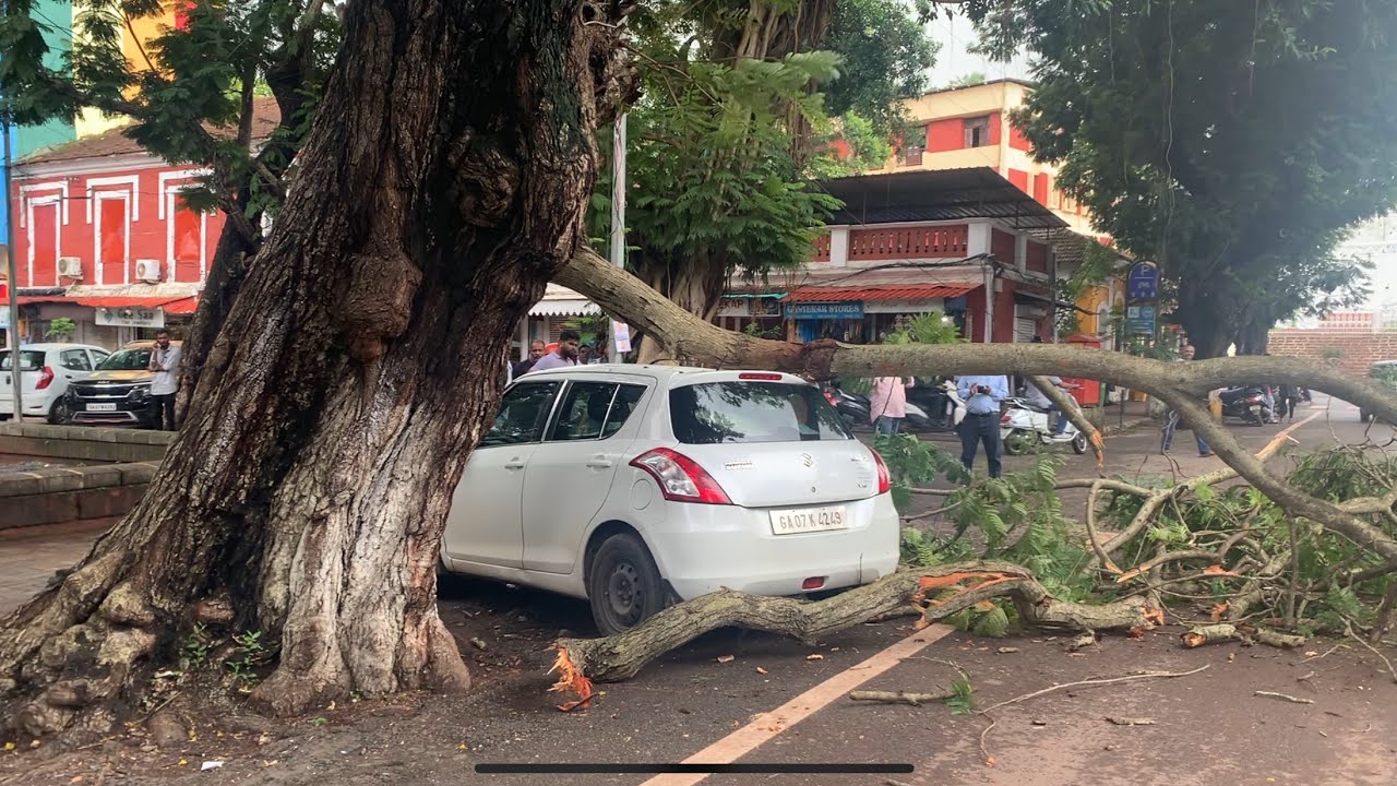 No Injuries, Falling Branch Damages Swift Car in Parking Spot Panjim ...
