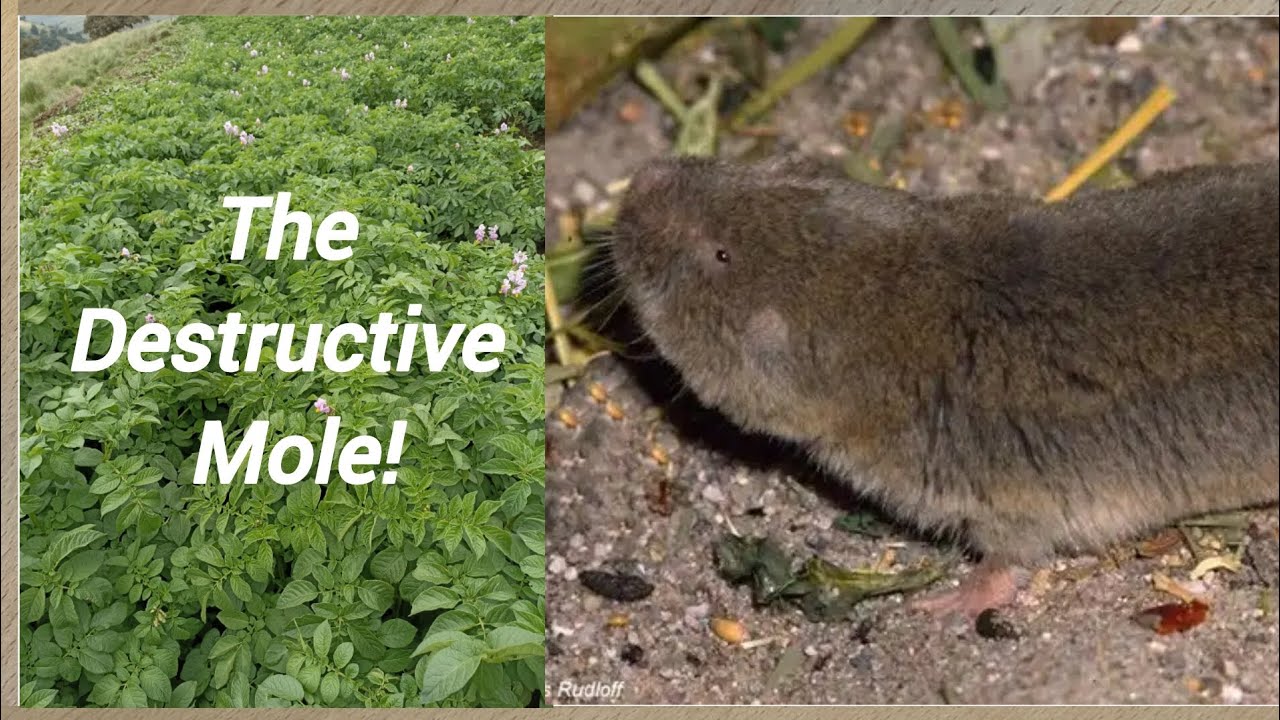 How to get rid of moles in your farm! - YouTube