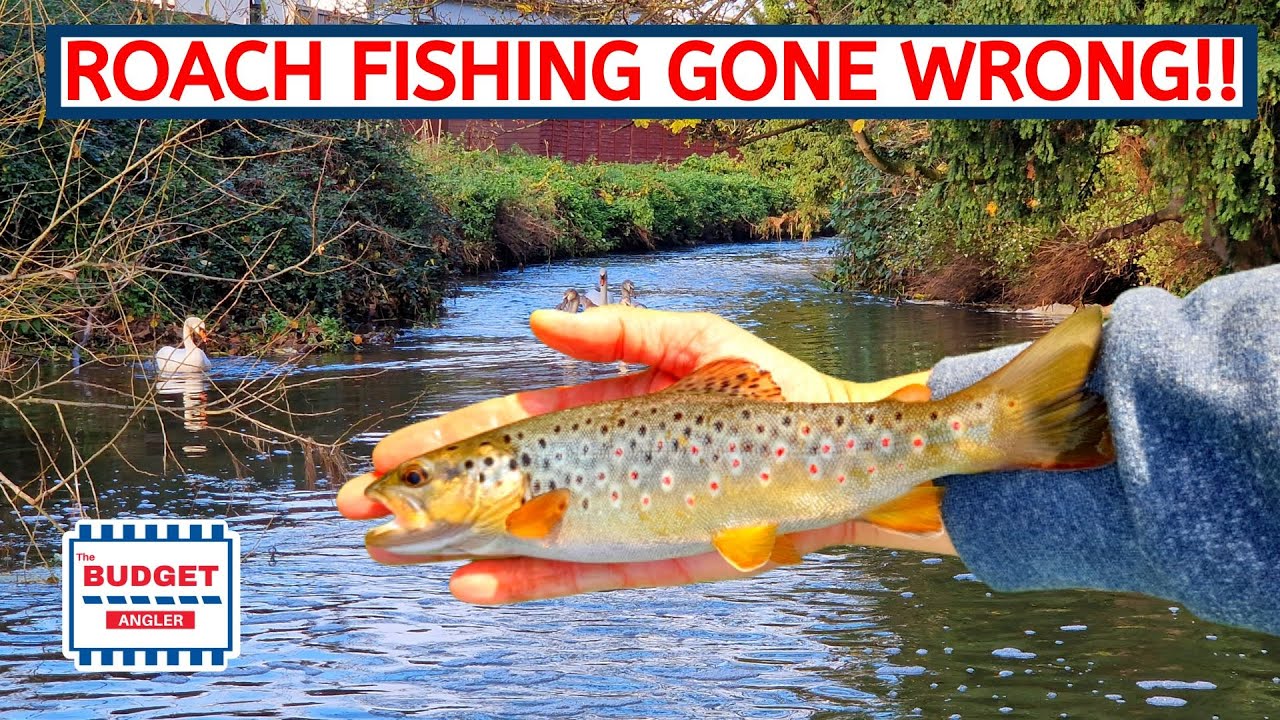 Roach Fishing an English Stream - YouTube