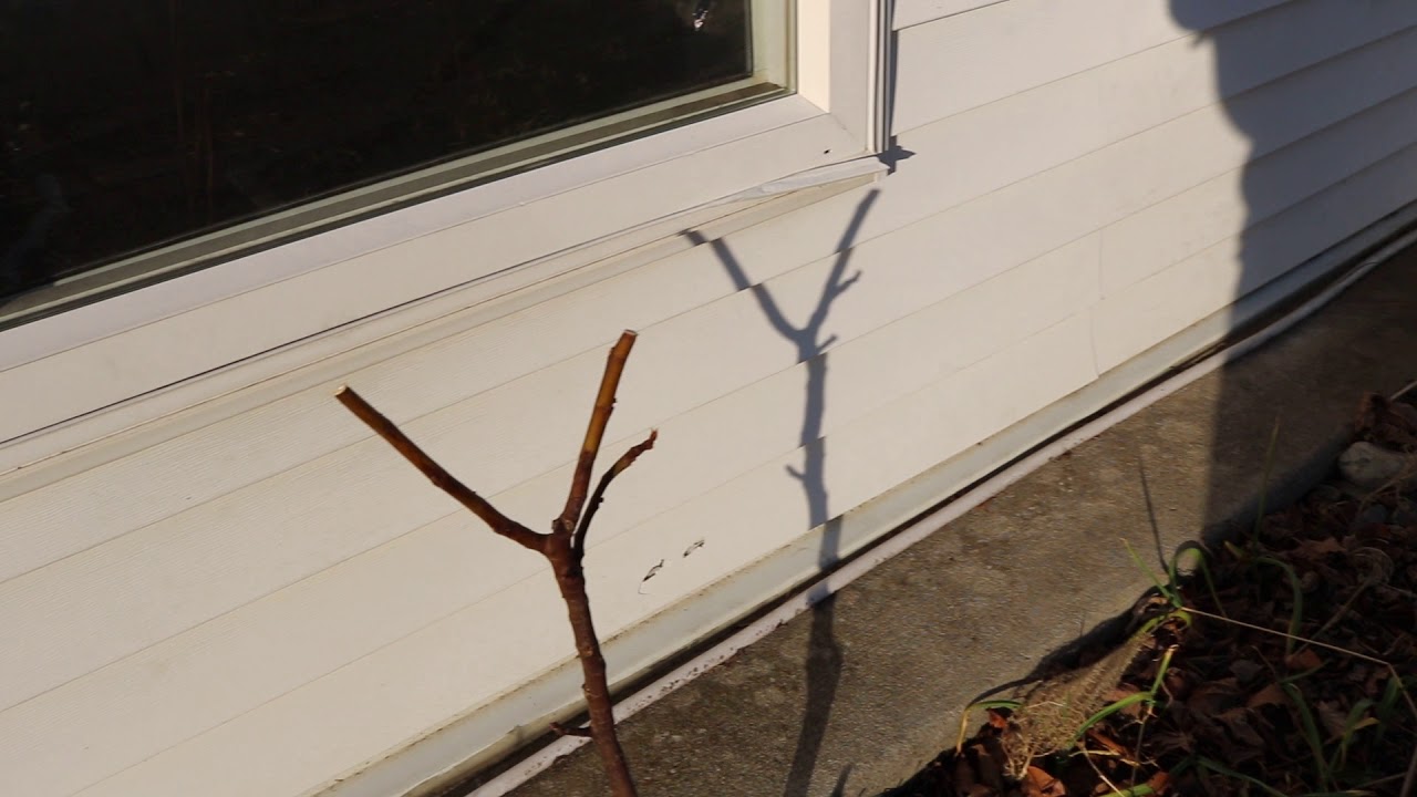 In Ground Fig Tree Damage -- ALREADY :/ - YouTube