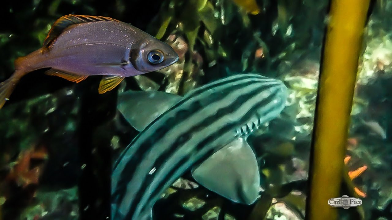 Dive with Pajama Shark & French Madam - YouTube