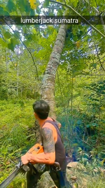 watch out!!! cut down the Albasia tree which is #wood #tree #lumberjack ...