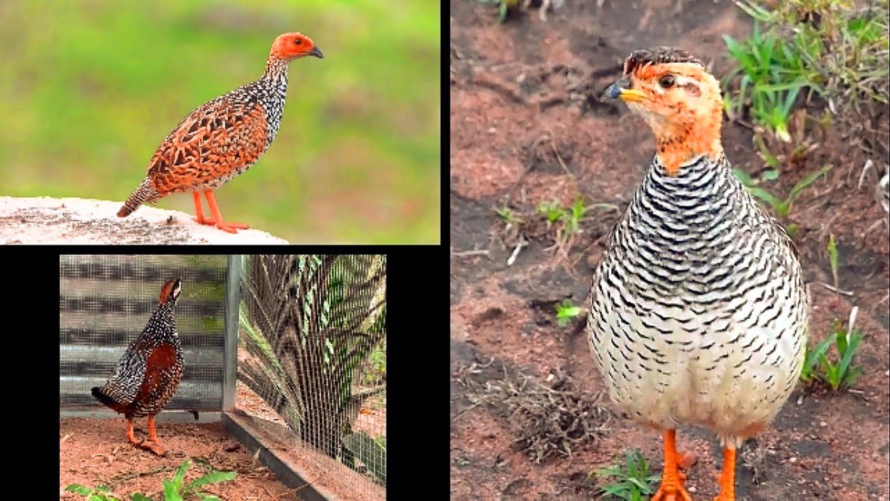 Types of Black Partridge Francolin kala tetar ki nasal Part 2 - YouTube
