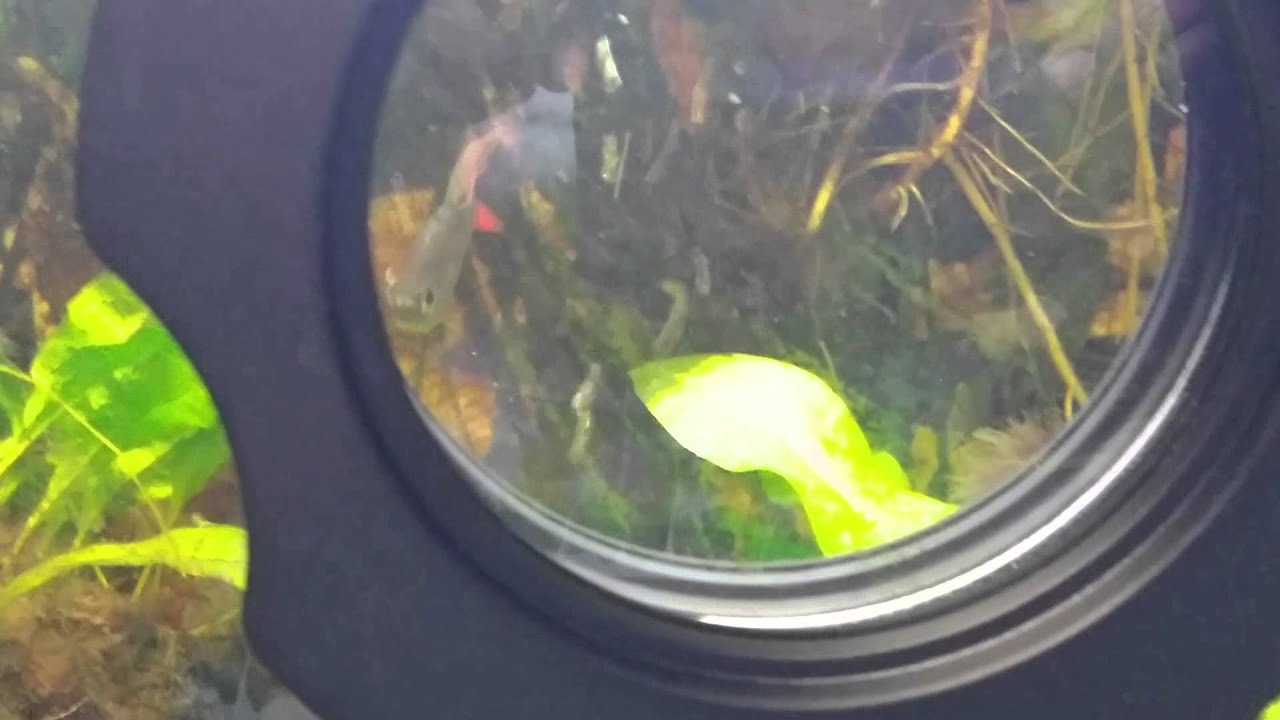 Aquarium Magnetic Brush Magnifier/ Algae Cleaner Review - YouTube