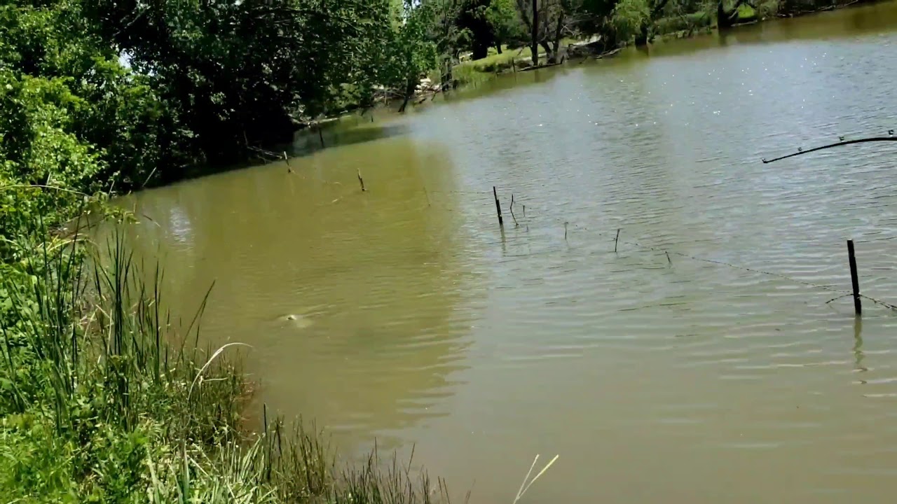 Stanley Ribbit Top Toad Strikes again - YouTube