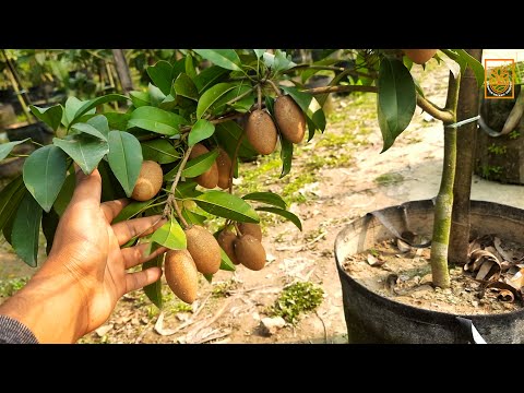 থাই সফেদা ফলসহ রেডিগাছ || Sofeda || Raha Nursery