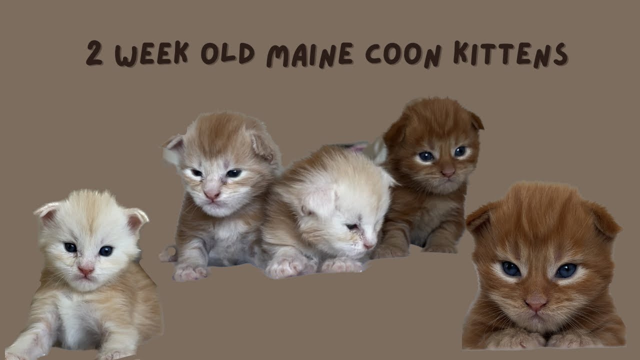 2 week kitten update + personality prediction - YouTube