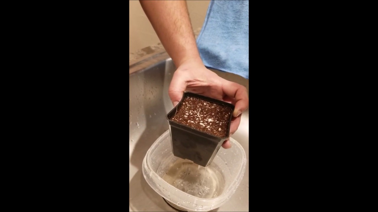Planting Marijuana Seeds In Coco Coir - YouTube