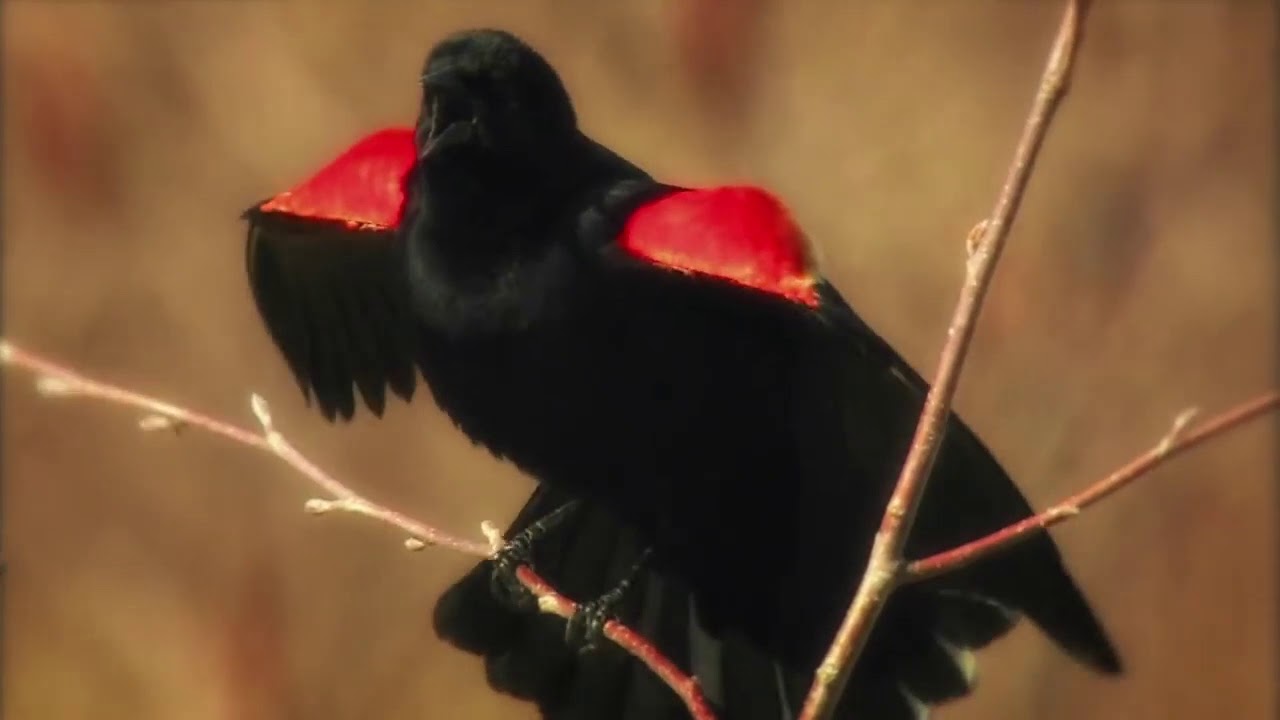 BIRD SONG OPERA - YouTube