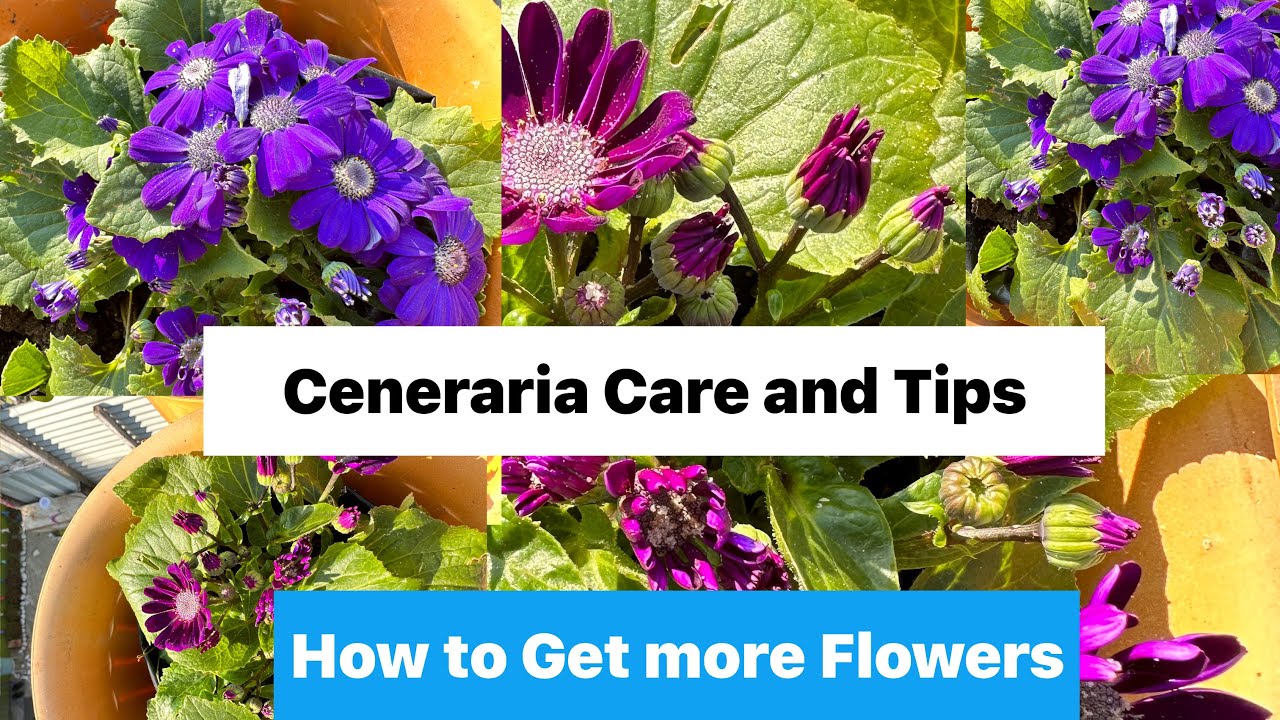 Cenaria Flowers care and tips 2024🌸🌸winter Flowering Plants - YouTube