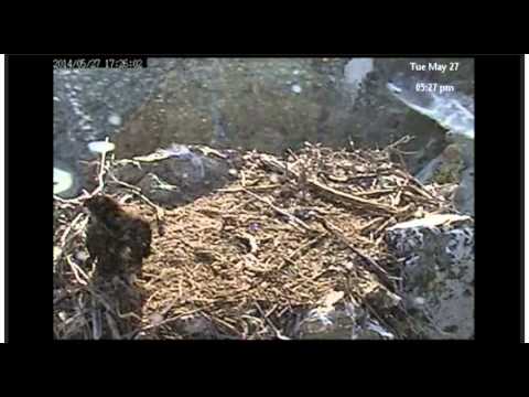 K43 Eaglett - Chases Parent Out - Air Time Wingercising - 523 pm - May 27 2014